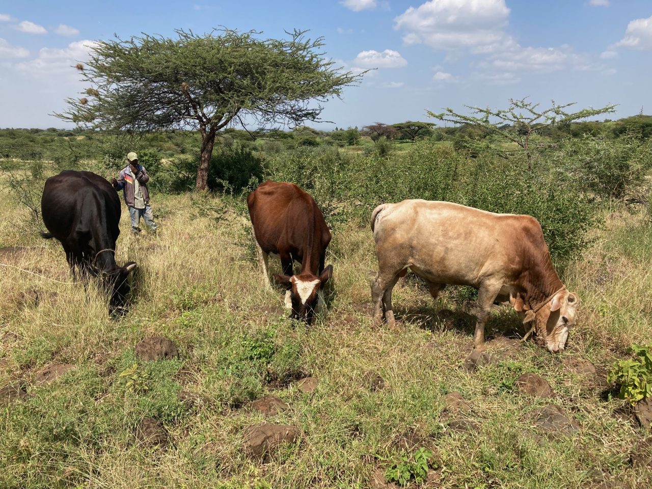 Insights from the field: John Mutua on ‘grounded’ data | Jameel Observatory